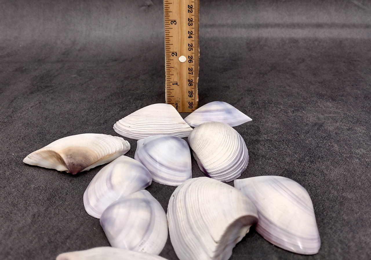 Purple Common Pipi Clam Seashells Donax Deltoides (approx. 10 shells 2 ...