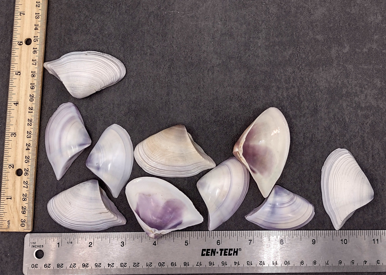 Purple Common Pipi Clam Seashells Donax Deltoides (approx. 10 shells 2 ...