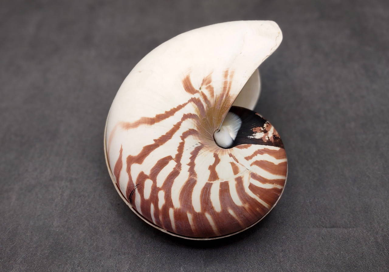 Natural Nautilus Seashell Half Cut Pair Nautilus Pompilius (1 shell ...