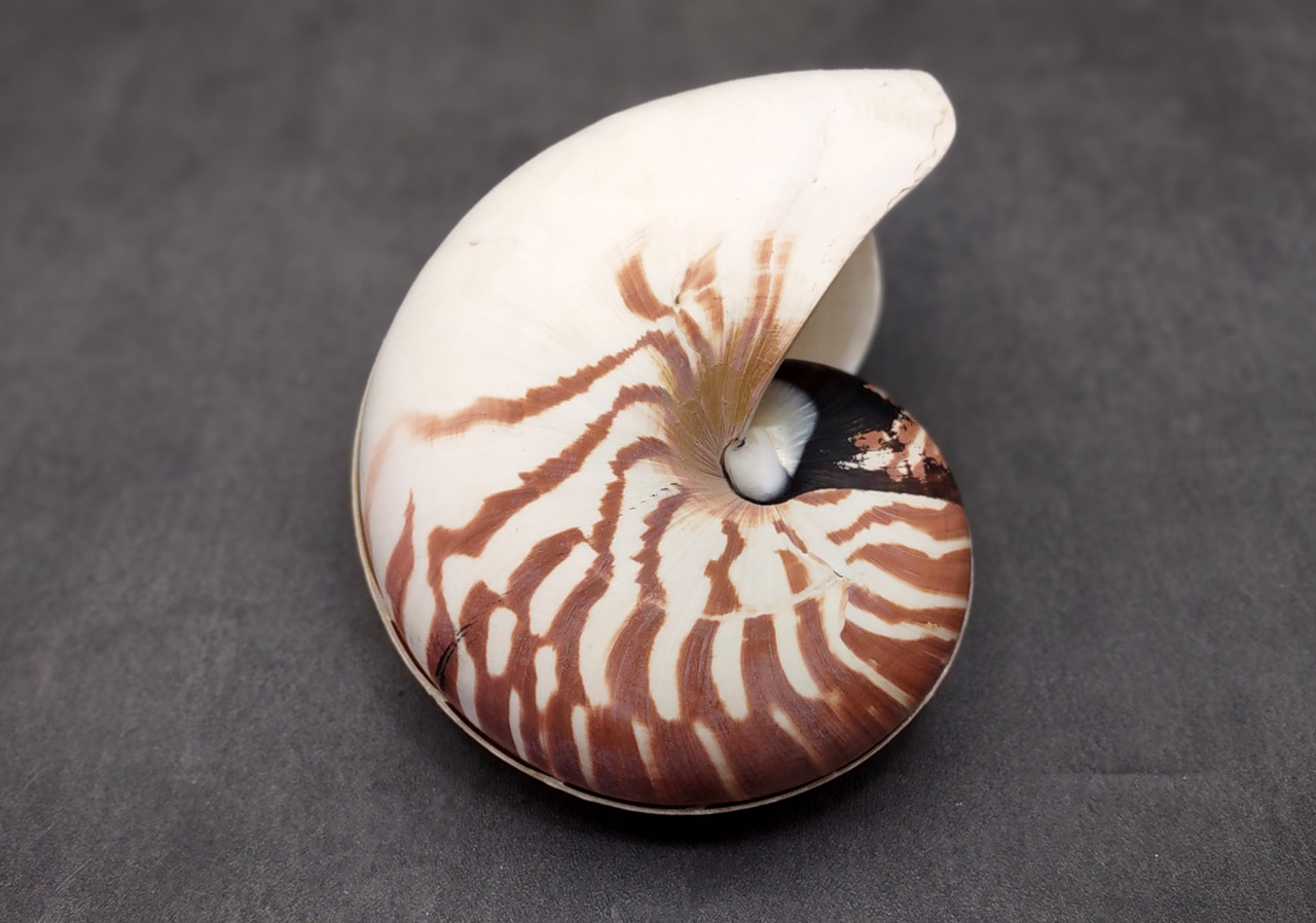Natural Nautilus Seashell Half Cut Pair Nautilus Pompilius (1 shell ...