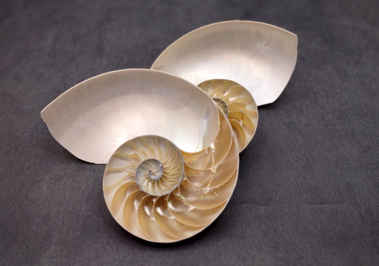 Natural Nautilus Seashell Half Cut Pair Nautilus Pompilius (1 shell ...