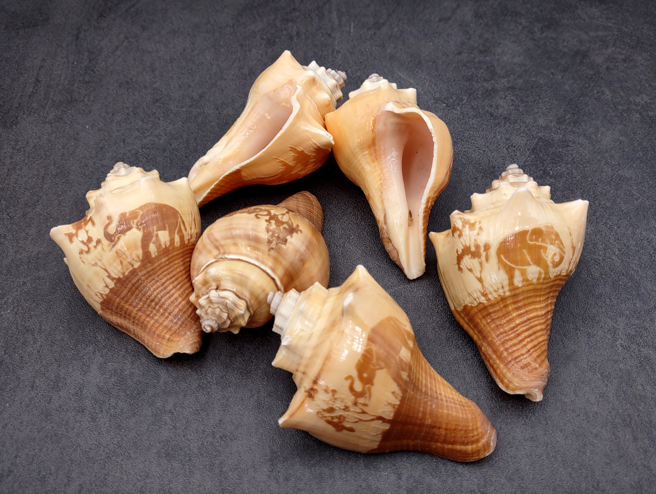 Carved Conch Shell Elephant (1 shell approx. 3+ inches) Conch shells ...