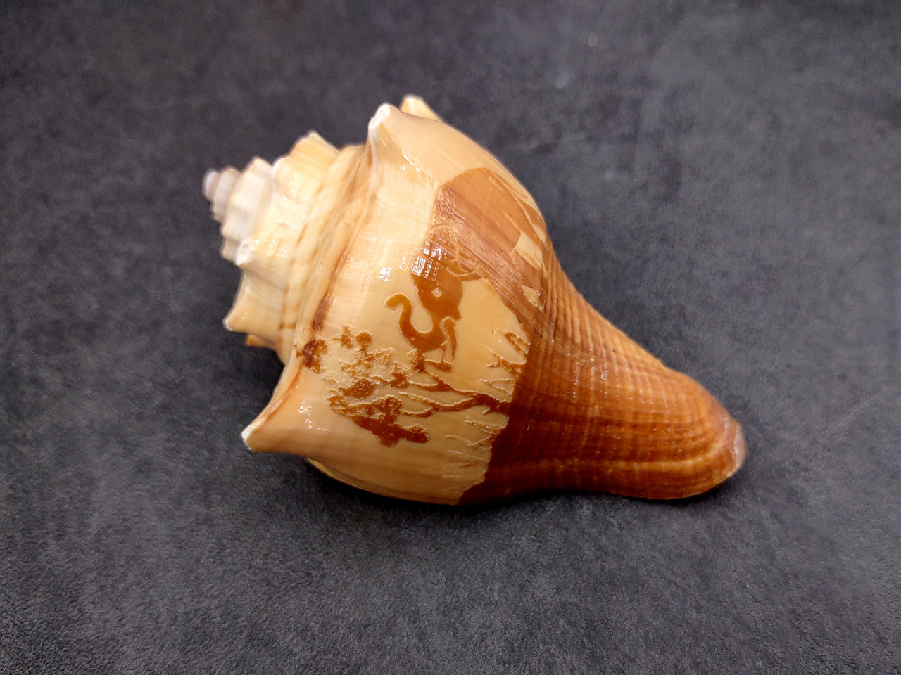 Carved Conch Shell Elephant (1 shell approx. 3+ inches) Conch shells ...
