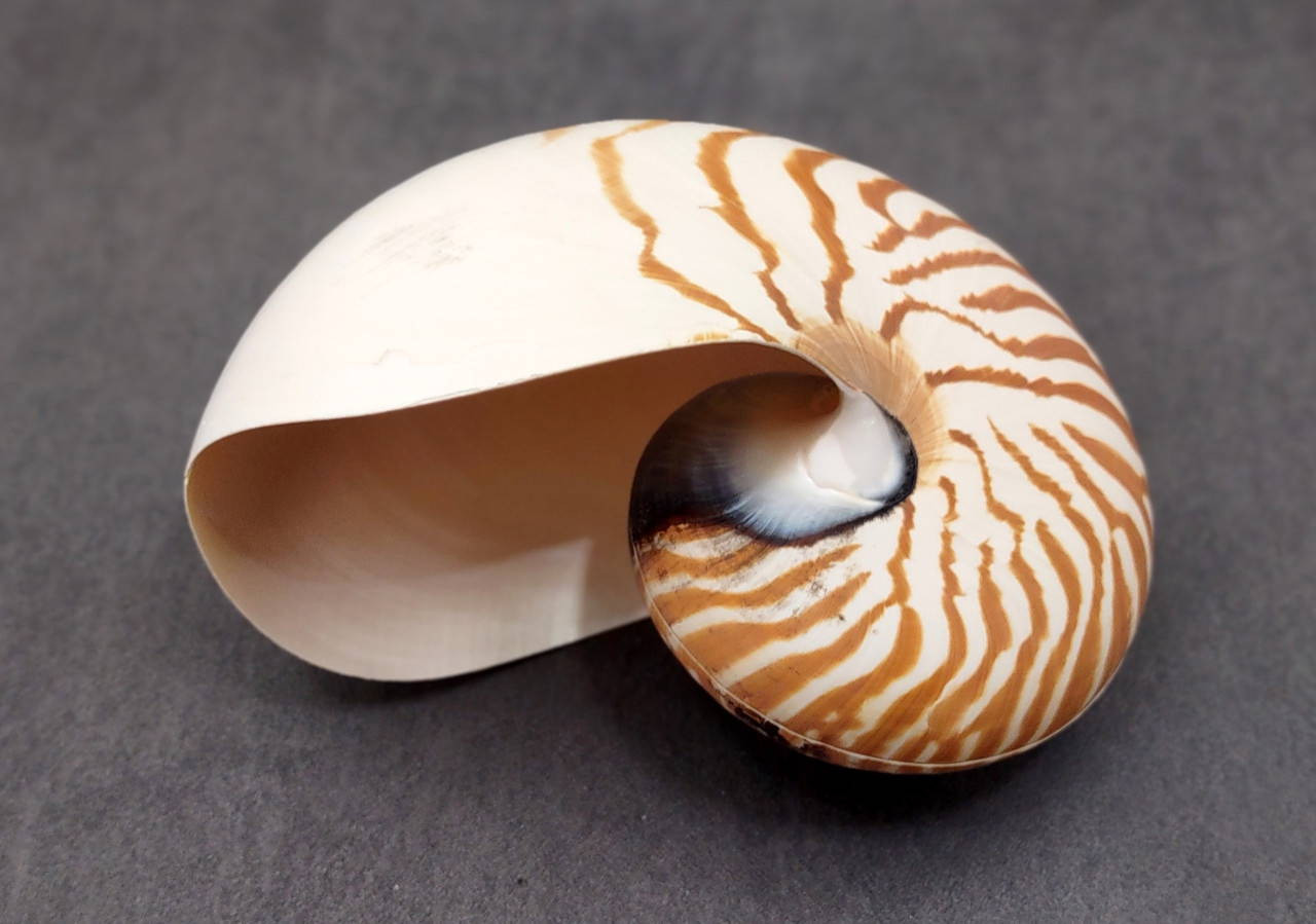 Natural Nautilus Seashell Half Cut Pair Nautilus Pompilius (1 shell ...