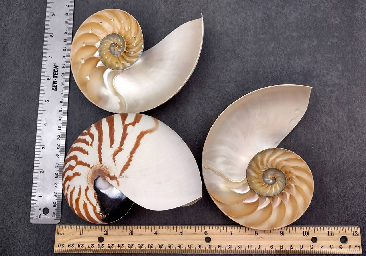 Natural Nautilus Seashell Half Cut Pair Nautilus Pompilius (1 shell ...