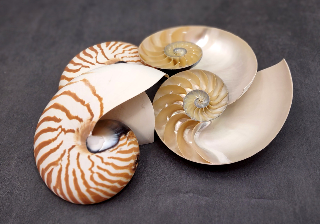 Natural Nautilus Seashell Half Cut Pair Nautilus Pompilius (1 shell ...
