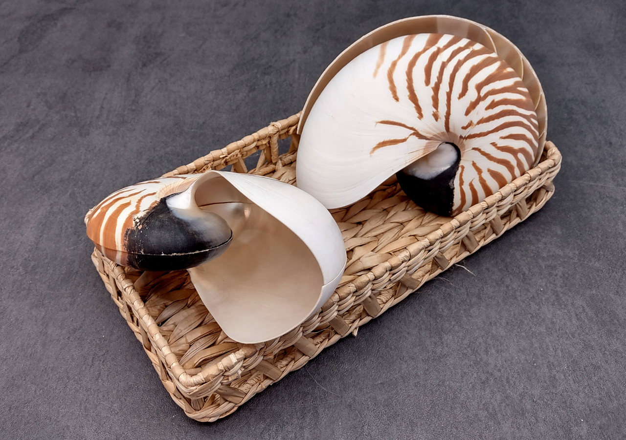 Natural Nautilus Seashell Half Cut Pair Nautilus Pompilius (1 shell ...