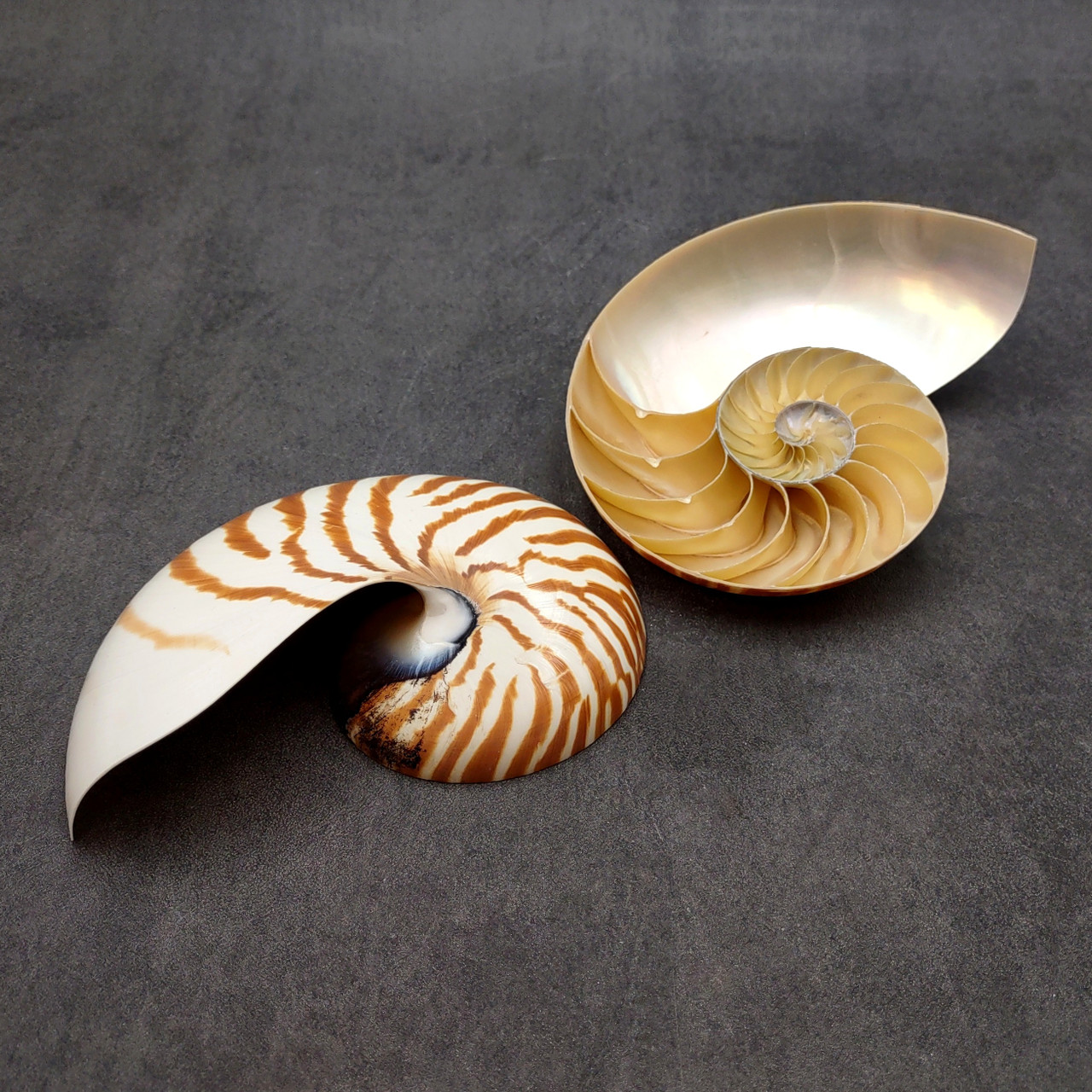 Natural Nautilus Seashell Right Cut Single Half Nautilus Pompilius (1 ...