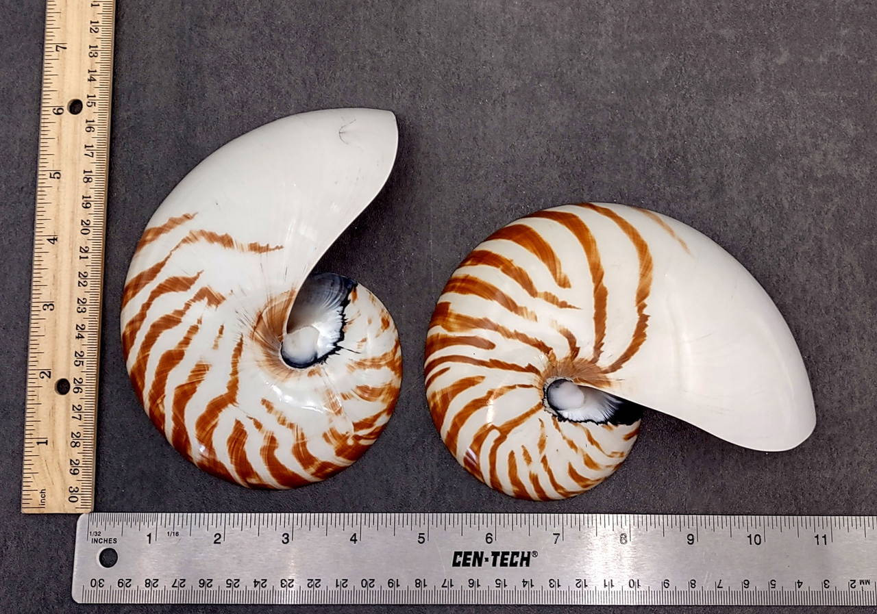 Polished Natural Nautilus Seashell Right Cut Single Half Nautilus ...