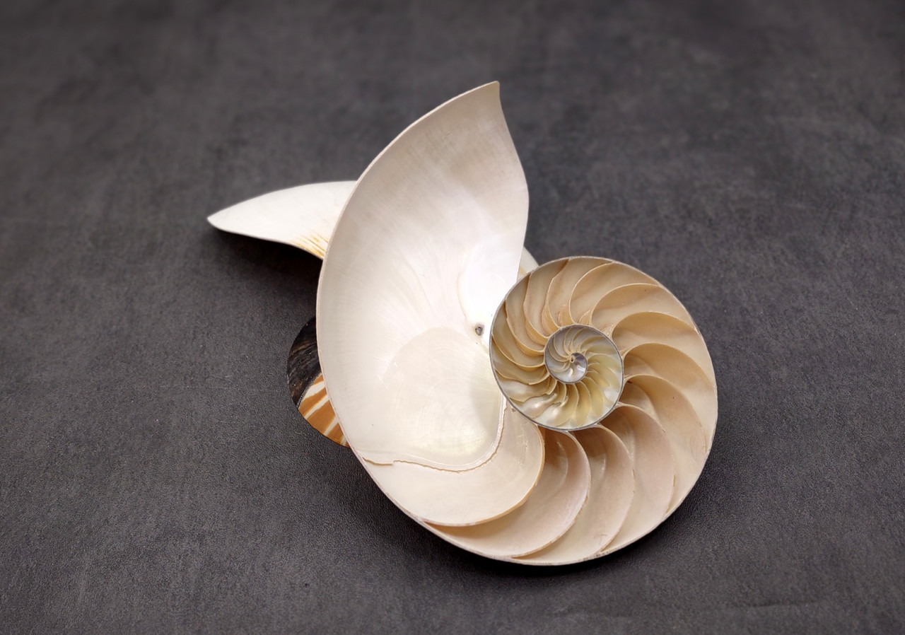 Natural Nautilus Seashell Left Cut Single Half Nautilus Pompilius (1 ...