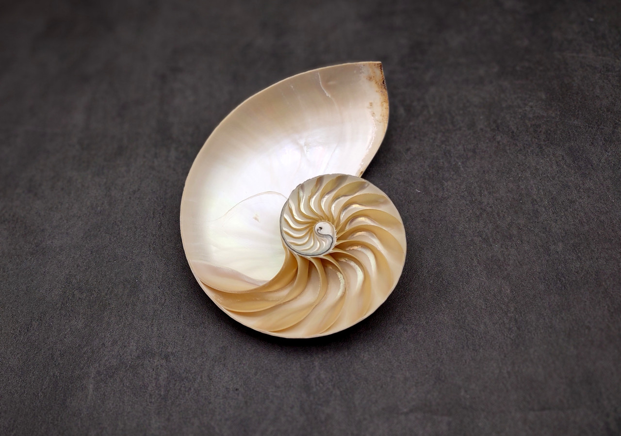 Natural Nautilus Seashell Left Cut Single Half Nautilus Pompilius (1 ...