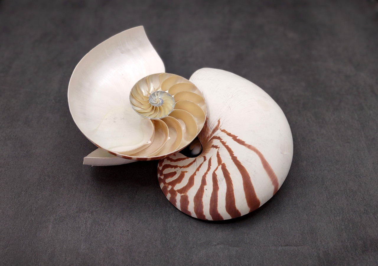 Natural Nautilus Seashell Left Cut Single Half Nautilus Pompilius (1 ...