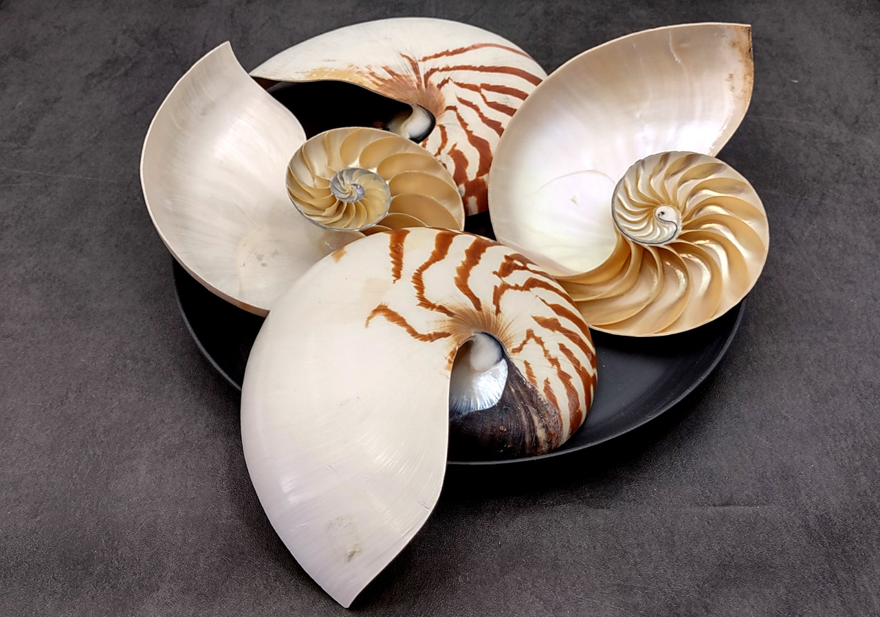 Natural Nautilus Seashell Left Cut Single Half Nautilus Pompilius (1 ...