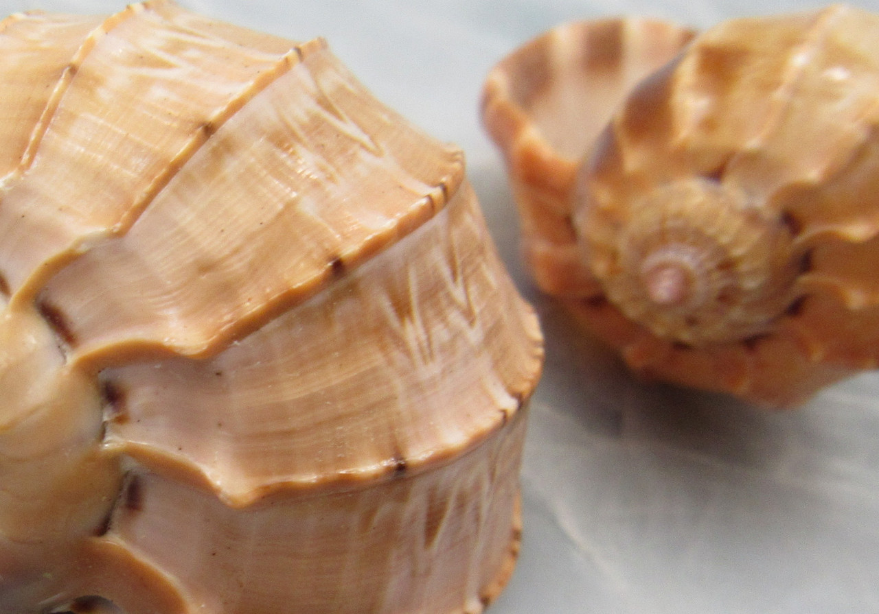 David Harp Seashells Brown Tan Harpa Davidis (5 shells approx. 1 ...