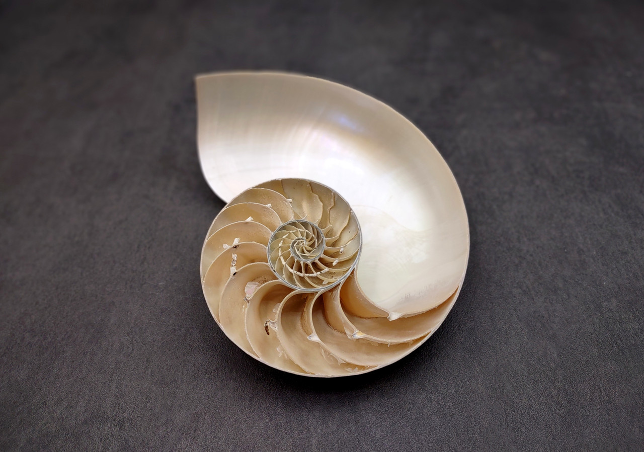 chambered nautilus shell