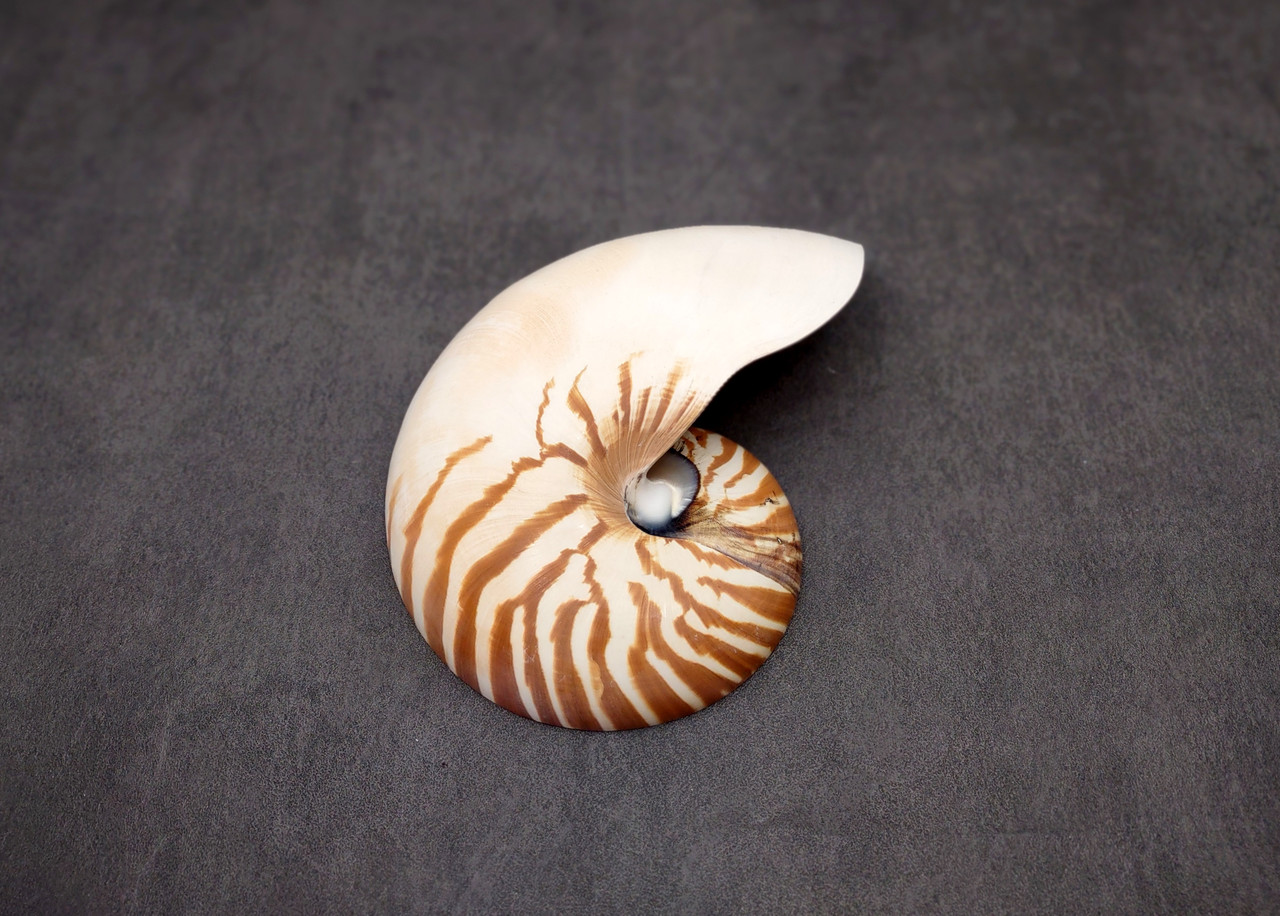 Natural Nautilus Seashell Right Cut Single Half Nautilus Pompilius (1 ...