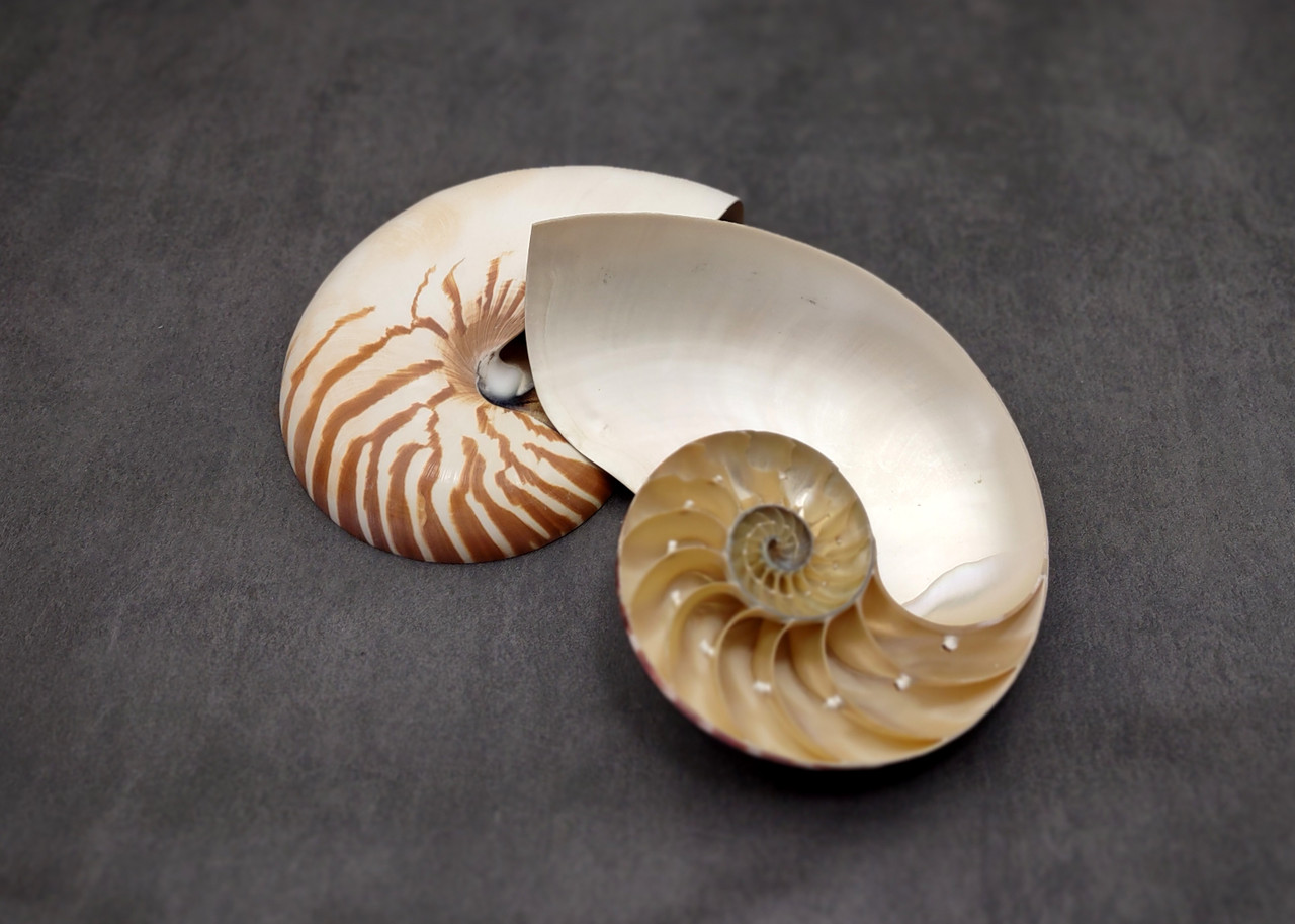 Natural Nautilus Seashell Right Cut Single Half Nautilus Pompilius (1 ...