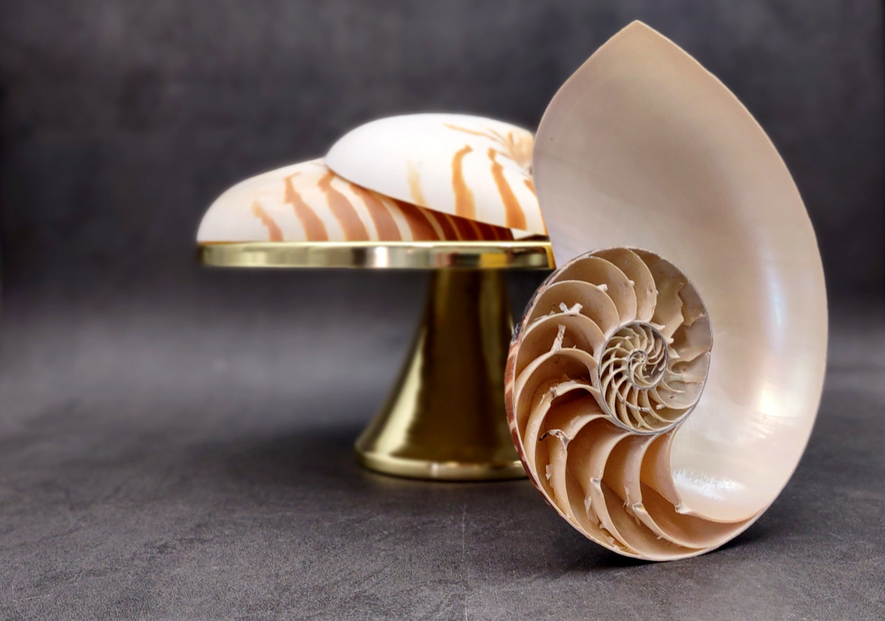 Natural Nautilus Seashell Right Cut Single Half Nautilus Pompilius (1 ...