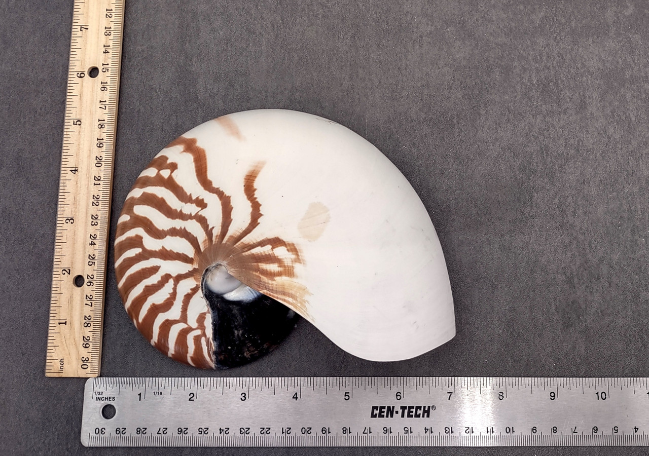 Natural Nautilus Seashell Right Cut Single Half Nautilus Pompilius (1 ...