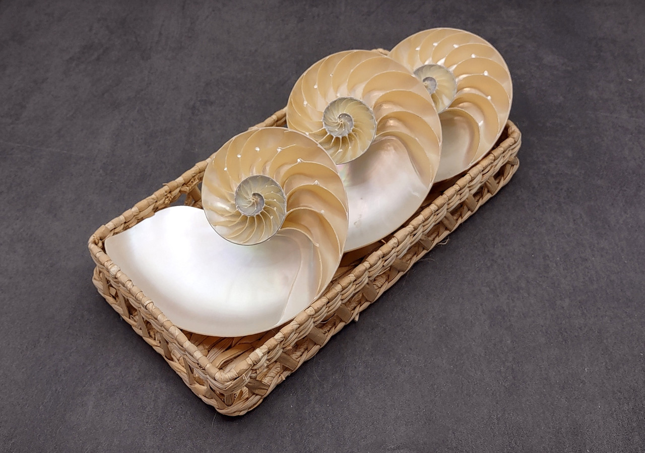 Polished Natural Seashell Left Single Half Nautilus Pompilius (1 shell ...