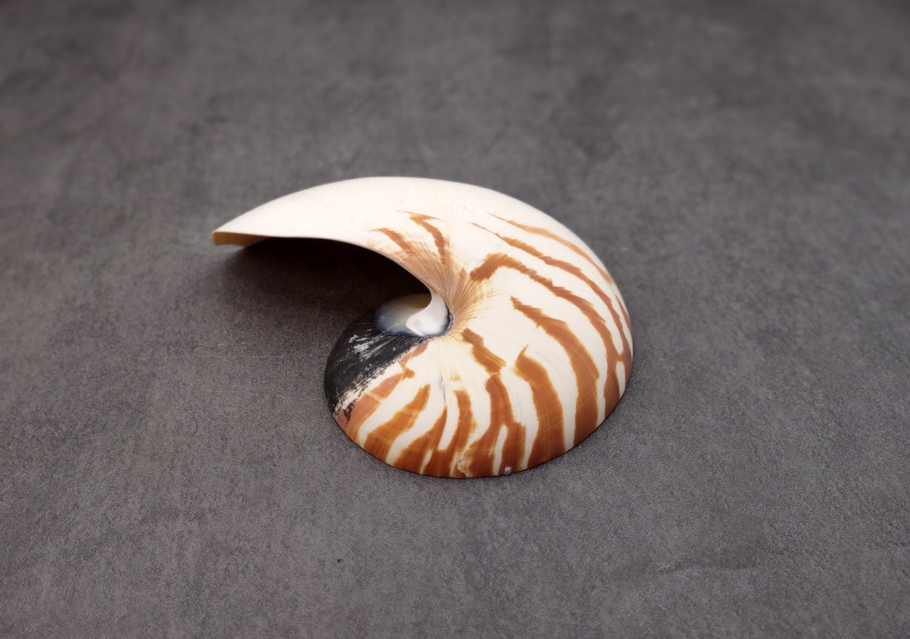 Natural Nautilus Left Cut Single Half Seashell Nautilus Pompilius (1 ...