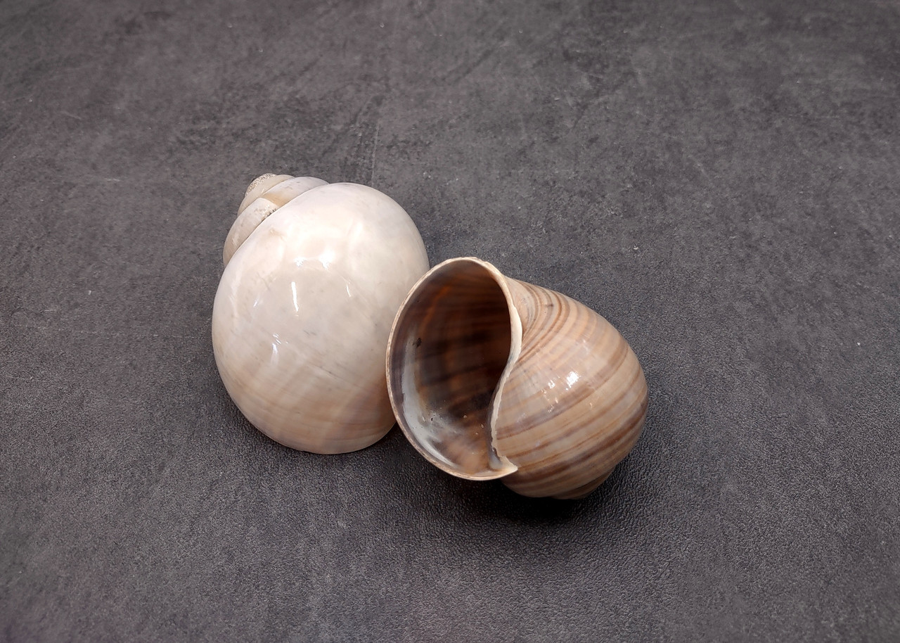 Apple Snail Shells Pomacea Canaliculata (2 shells approx. 2+ inches ...