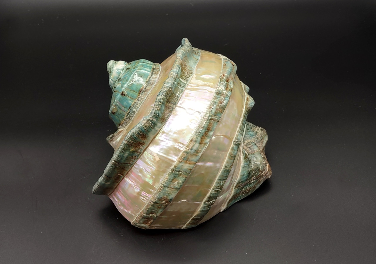 Giant Banded Turbo Shell Turbo Marmoratus (1 shell approx. 7L x 4.5H x ...