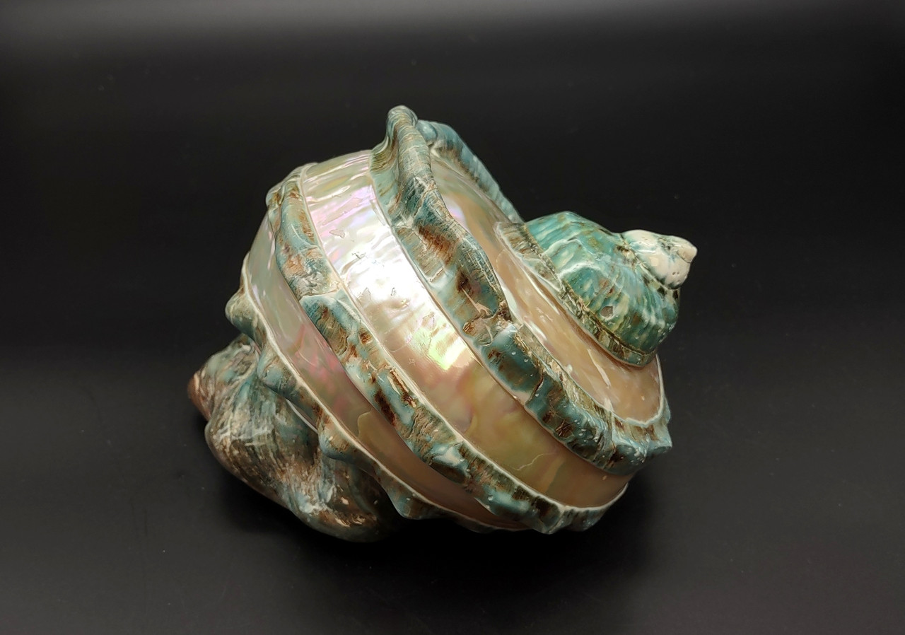 Giant Banded Turbo Shell Turbo Marmoratus (1 shell approx. 7L x 4.5H x ...