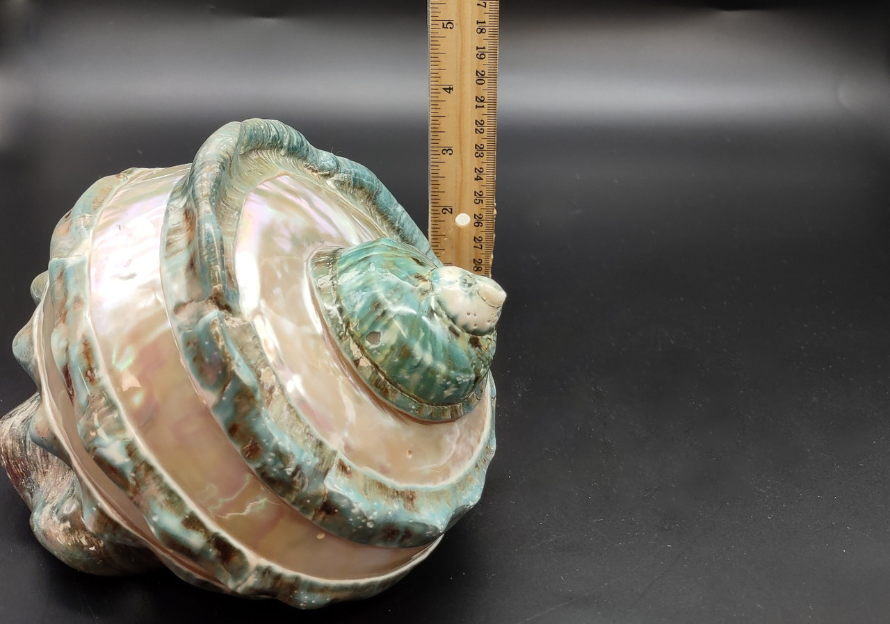 Giant Banded Turbo Shell Turbo Marmoratus (1 shell approx. 7L x 4.5H x ...