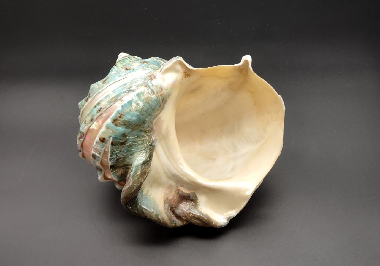 Giant Banded Turbo Shell Turbo Marmoratus (1 shell approx. 7L x 4.5H x ...