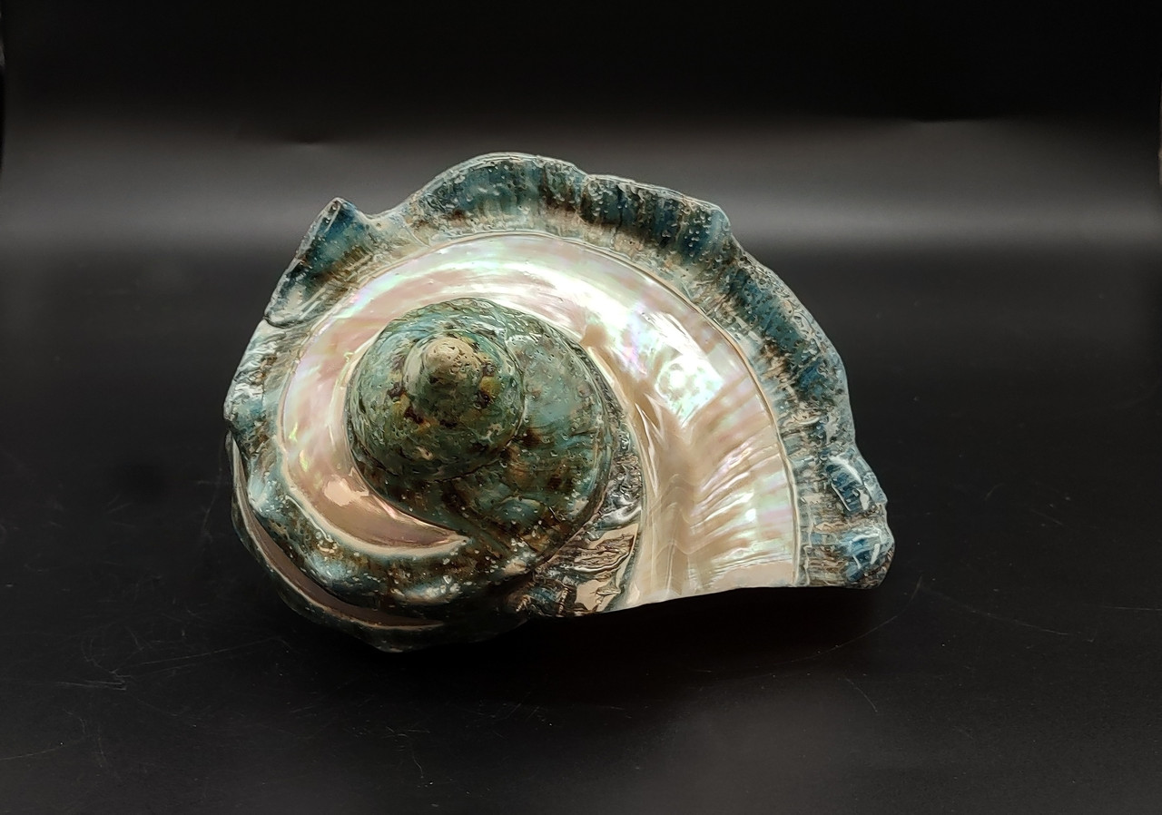 Giant Banded Turbo Shell Turbo Marmoratus (1 shell approx. 7L x 4.5H x ...