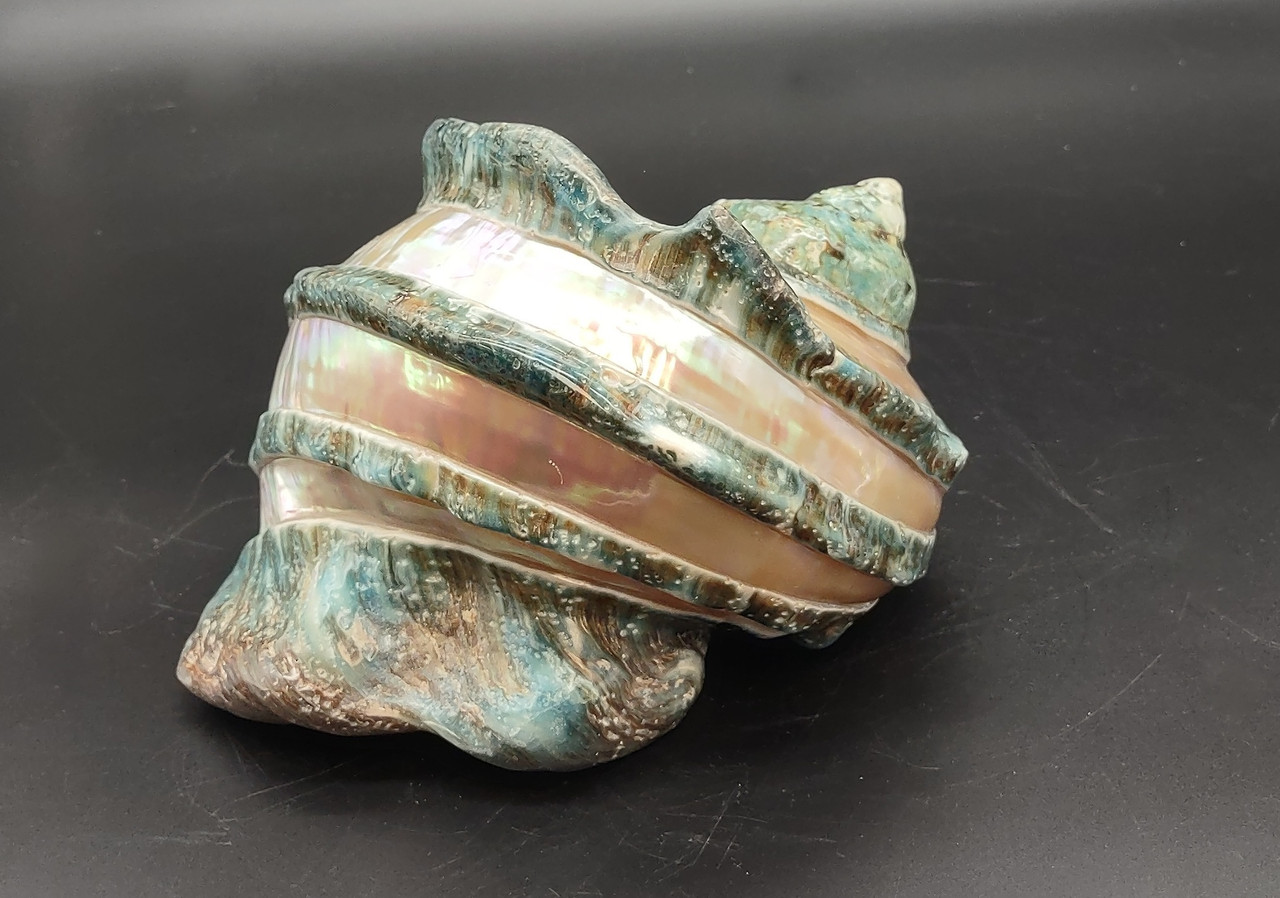 Giant Banded Turbo Shell Turbo Marmoratus (1 shell approx. 7L x 4.5H x ...