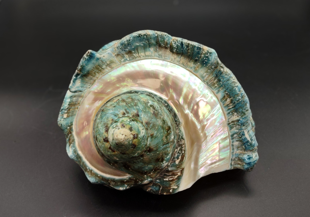 Giant Banded Turbo Shell Turbo Marmoratus (1 shell approx. 7L x 4.5H x ...