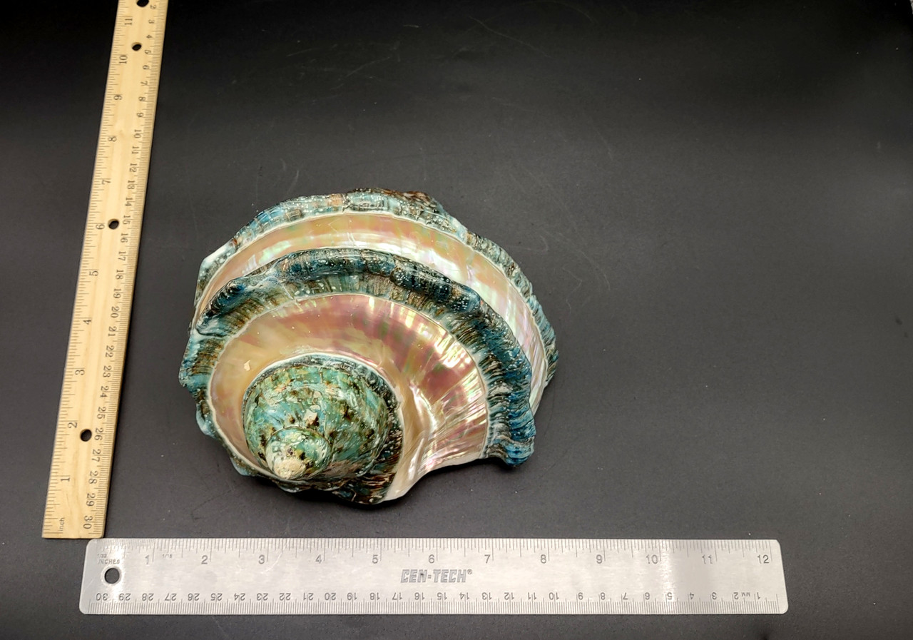 Giant Banded Turbo Shell Turbo Marmoratus (1 shell approx. 7L x 4.5H x ...