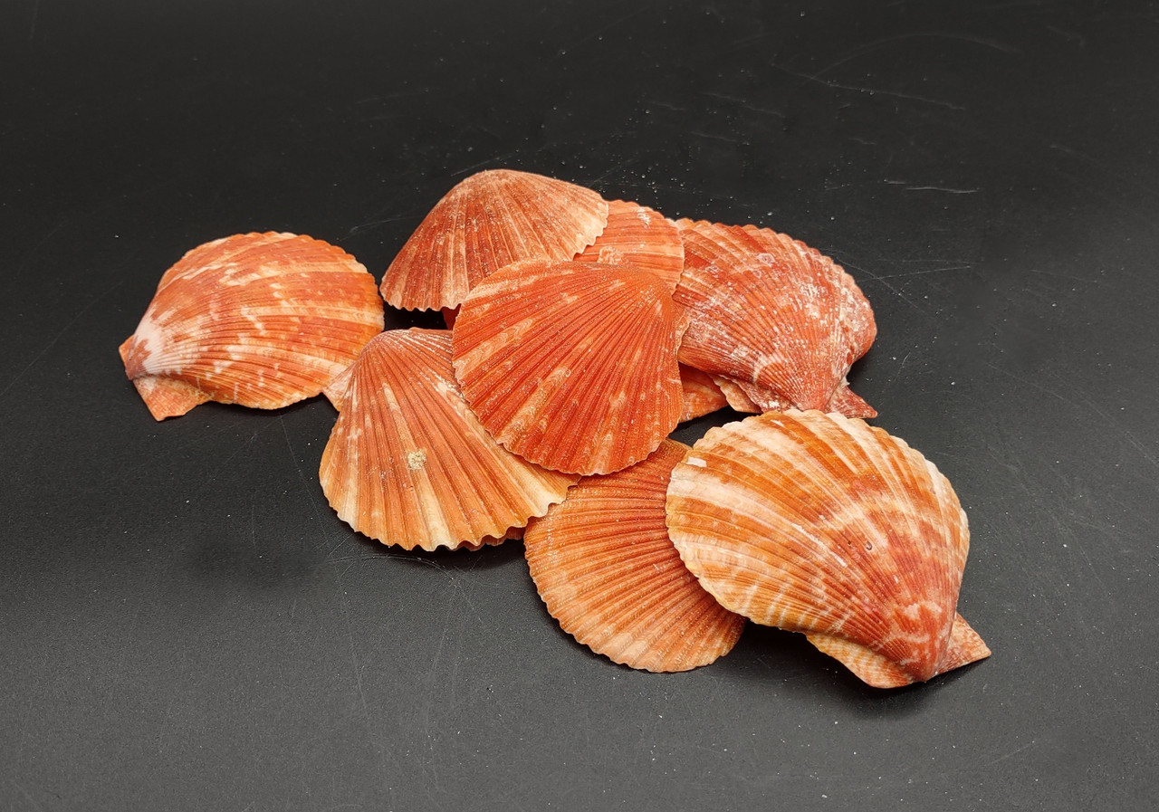 Amber Orange Scallop Seashell Halves Noble Pecten Nobolis (Approx ...