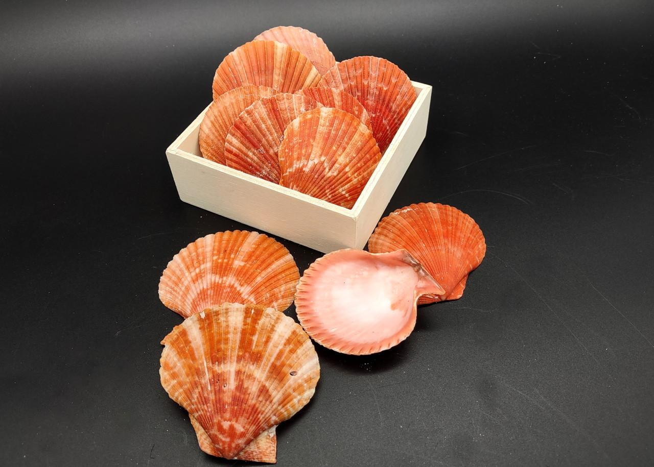 Amber Orange Scallop Seashell Halves Noble Pecten Nobolis (Approx ...