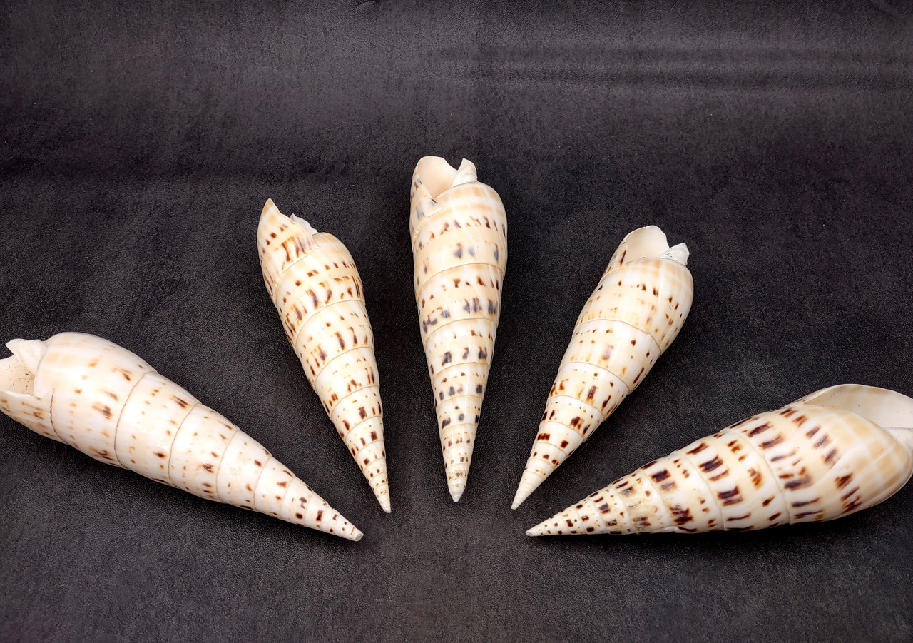 Marlinspike Auger Seashell Terebra Maculata (1 shell approx. 5+ inches ...