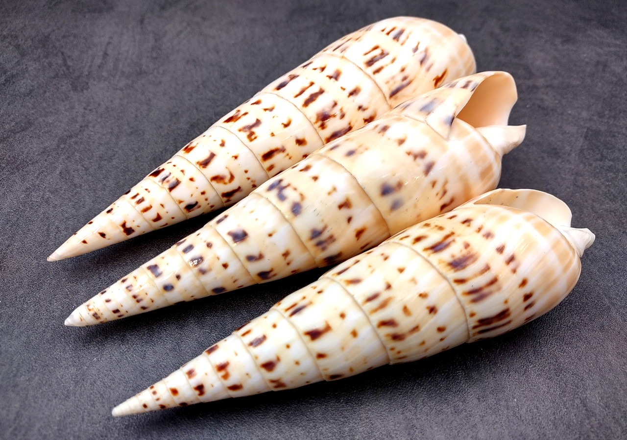 Marlinspike Auger Seashell Terebra Maculata (1 shell approx. 5+ inches ...