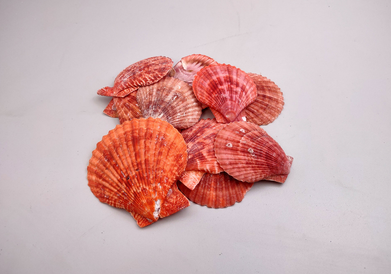 scalloped shell
