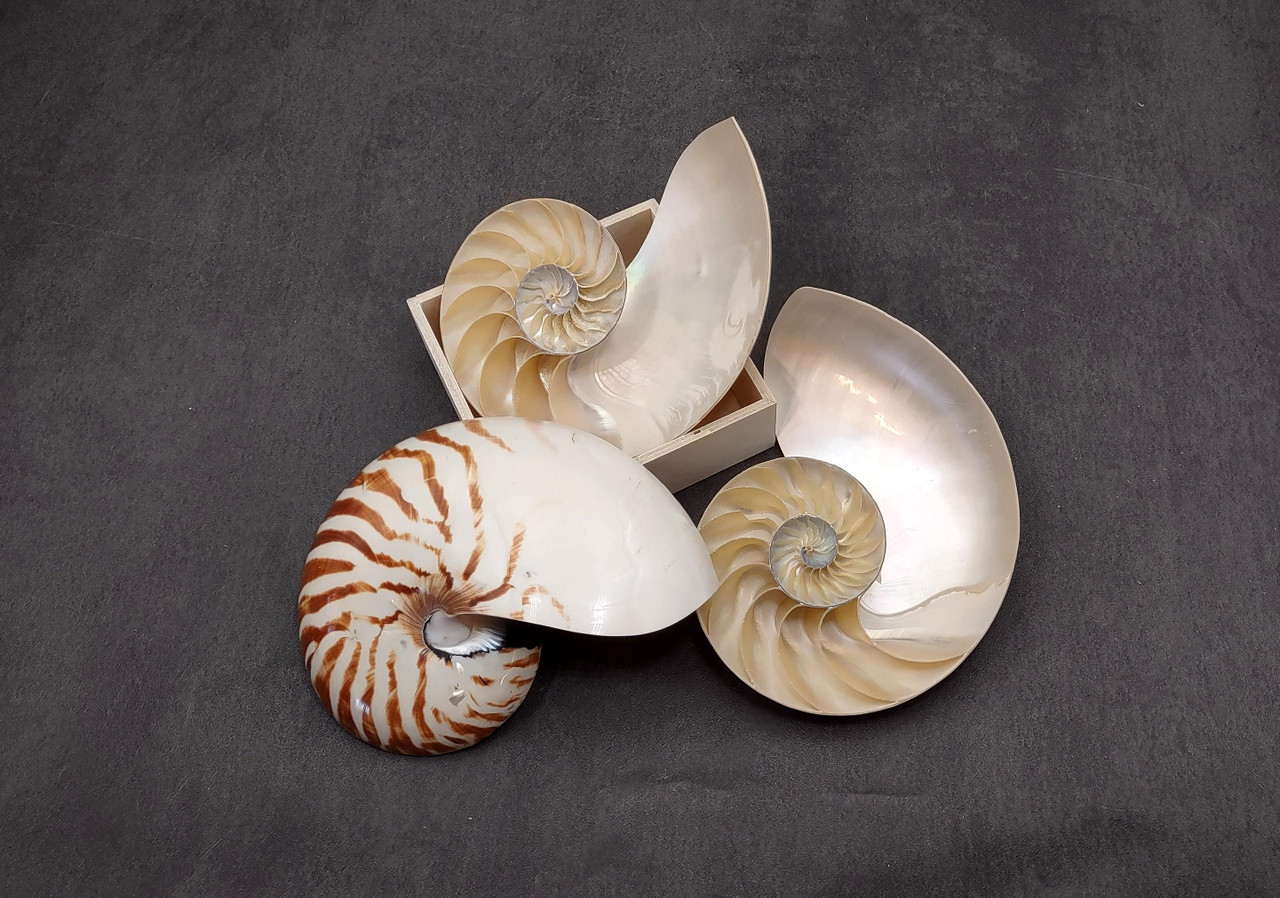 Polished Natural Nautilus Seashell Right Cut Single Half Nautilus ...