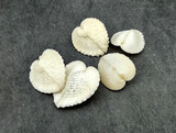 Heart Cockle Seashells White True Heart Corculum Cardissa (5 shells ...