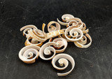 sliced/center cut seashells for sale - seashellsupply.com