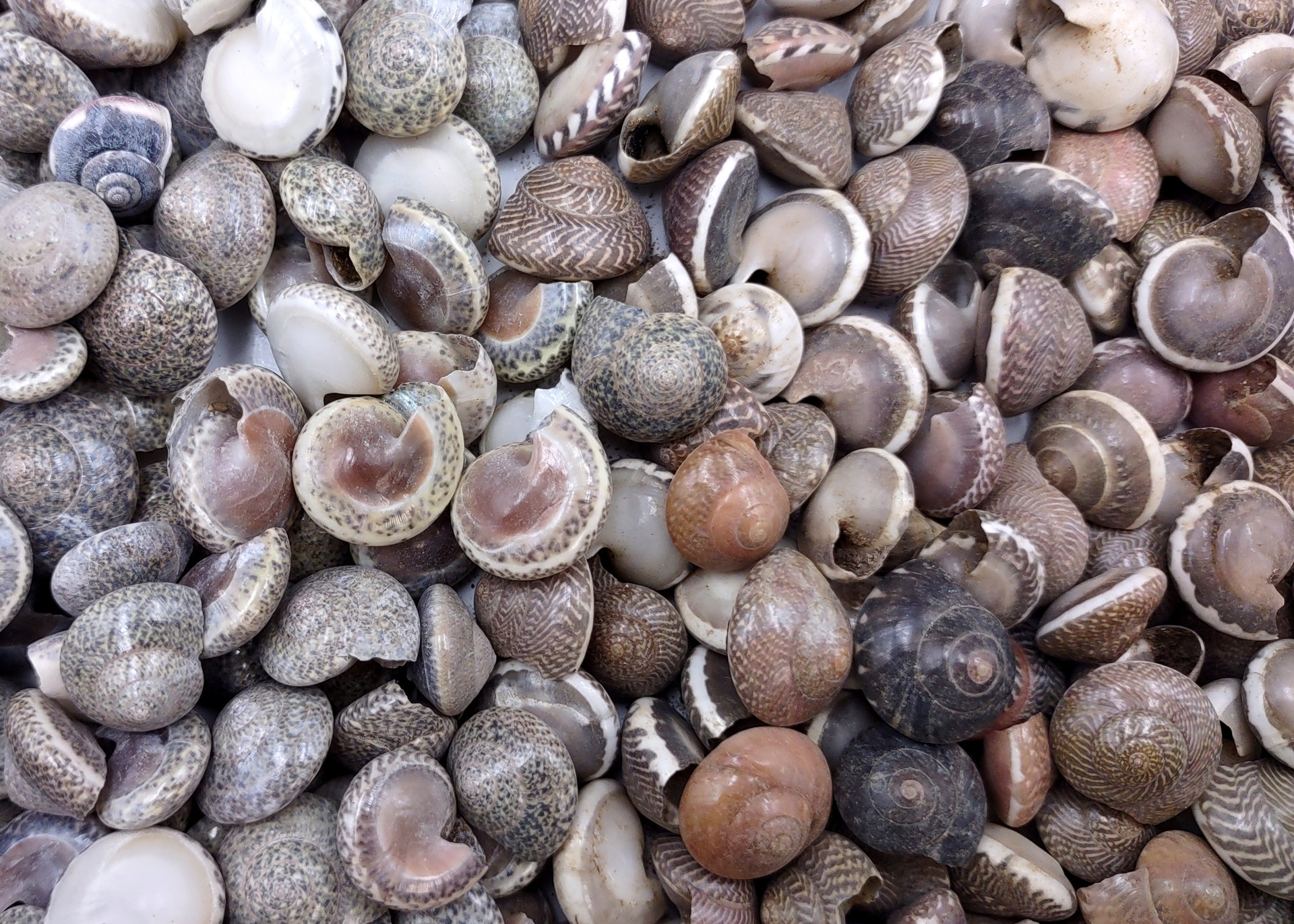 Natural Light Umbonium Seashell Assorted Mix (Approx. half cup 190 ...