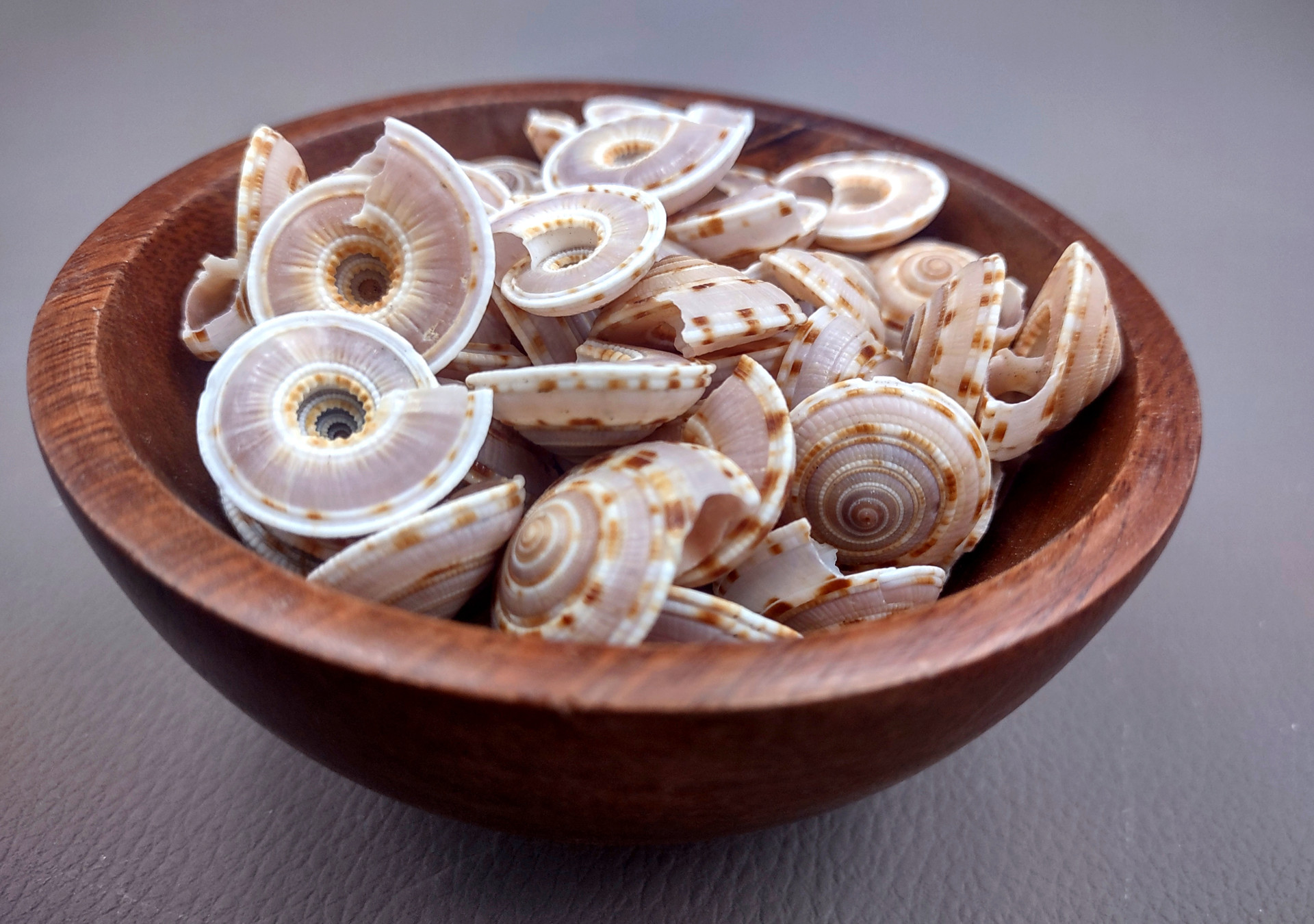 Perspective Sundial Seashells Architectonica Perspectiva (20 shells ...