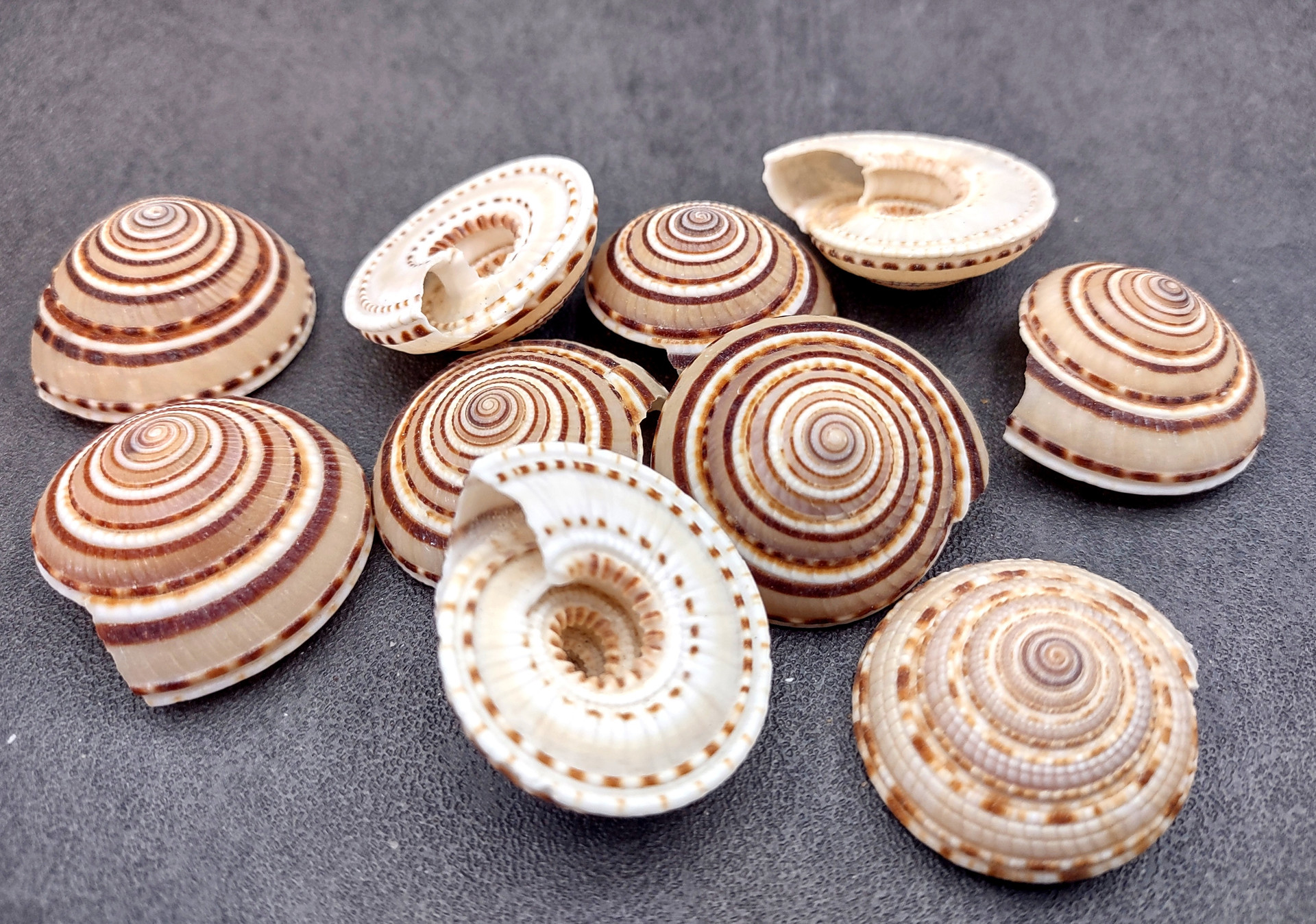 Perspective Sundial Seashells Architectonica Perspectiva (10 shells ...