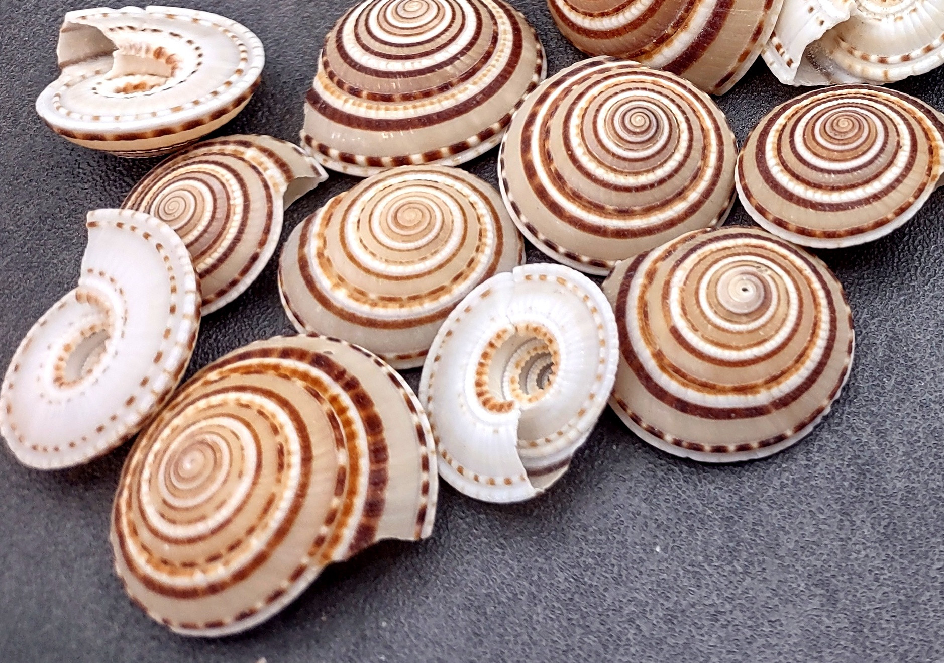 Perspective Sundial Seashells Architectonica Perspectiva (10 shells ...