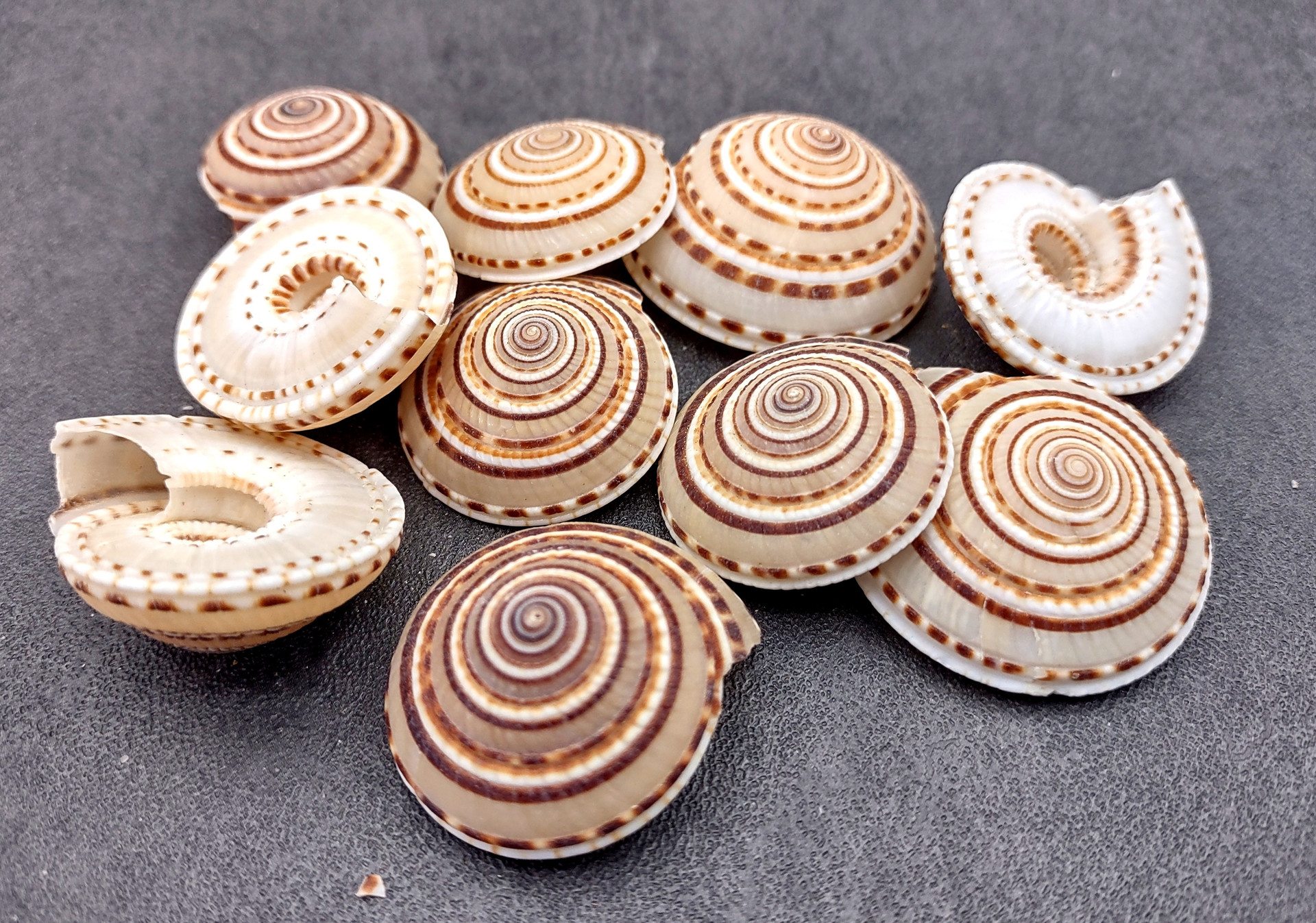 Perspective Sundial Seashells Architectonica Perspectiva (10 shells ...