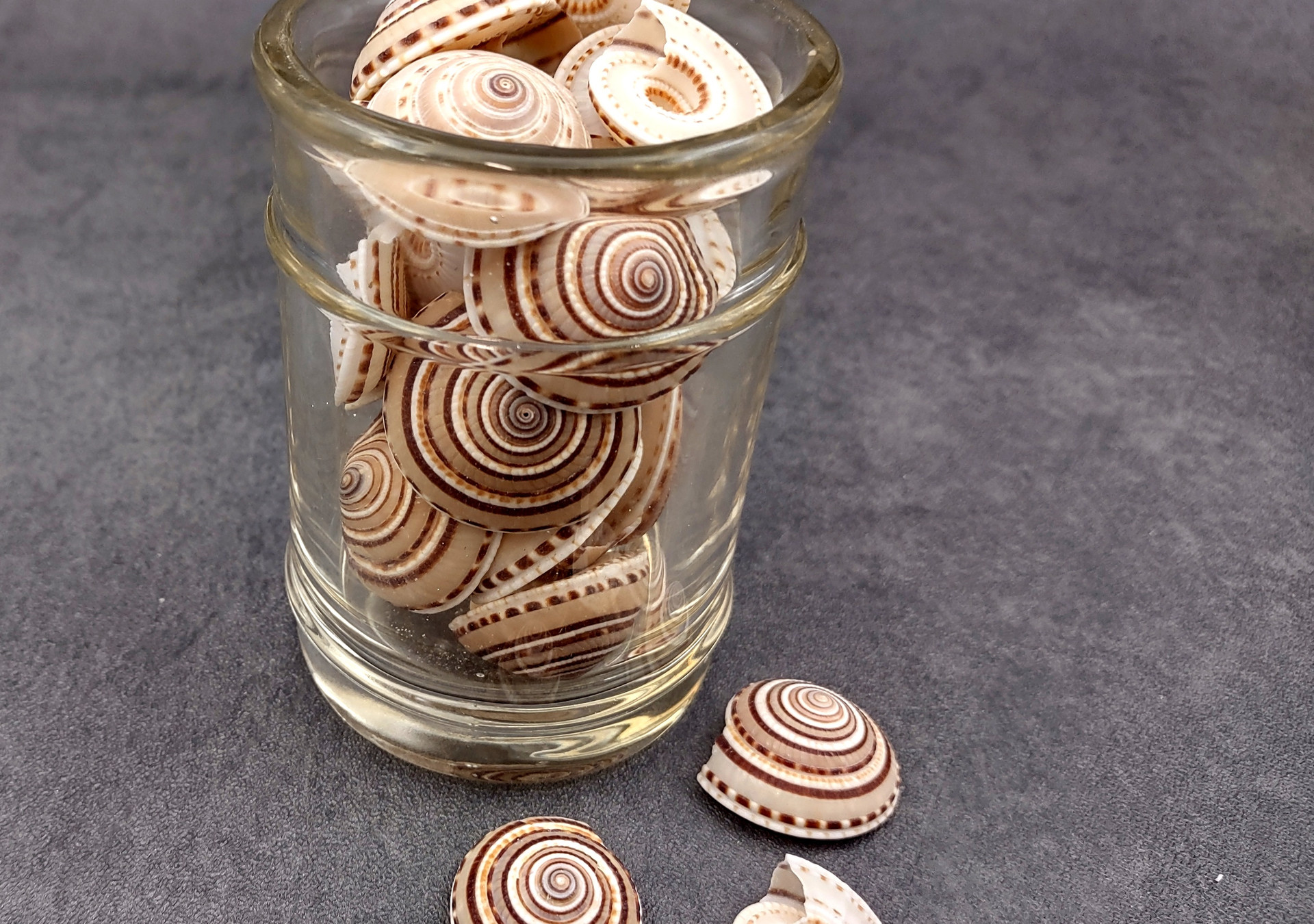 Perspective Sundial Seashells Architectonica Perspectiva (10 shells ...