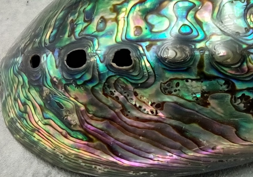 Polished Green Paua Abalone Seashell Haliotis Iris (1 shell approx. 4.5+ inches) Polished Paua ...