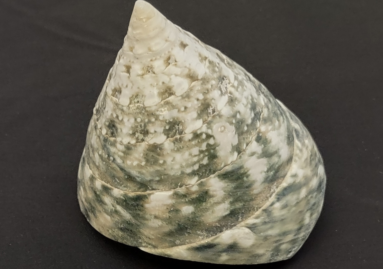 Elongated Troca Seashell Trochus Maculatus (1 shell approx. 2+ inches ...